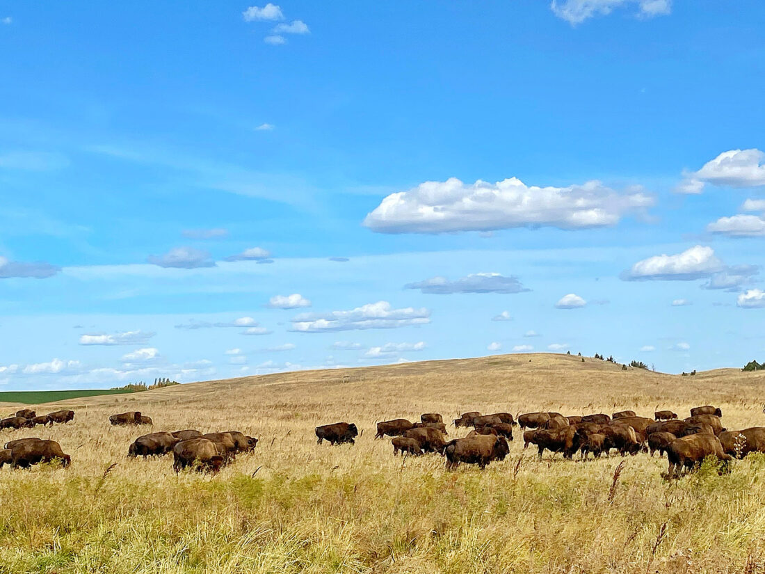 Free to roam | News, Sports, Jobs - Farm News